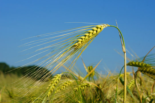 「Gerste」の画像 - 18,028 件の Stock 写真、ベクターおよびビデオ | Adobe Stock