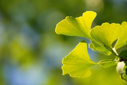 「Ramaje」の画像 - 369 件の Stock 写真、ベクターおよびビデオ | Adobe Stock