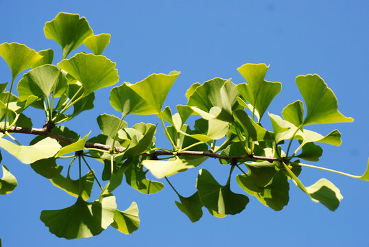 Imágenes de Ramaje: descubre bancos de fotos, ilustraciones, vectores y ...