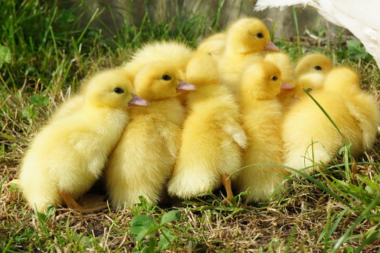 Entenbabys Images – Browse 65 Stock Photos, Vectors, and Video | Adobe ...