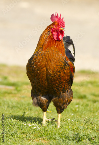 "Rooster (front view)" Stock photo and royalty-free images on Fotolia ...