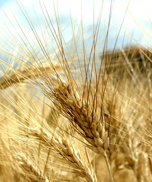 "Spiga Di Grano" Bilder – Durchsuchen 516 Archivfotos, Vektorgrafiken ...