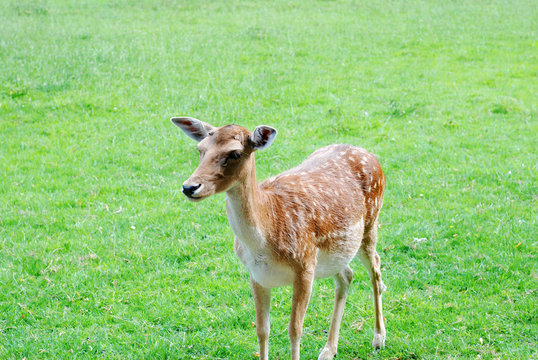 Rehauge Images – Browse 30 Stock Photos, Vectors, and Video | Adobe Stock