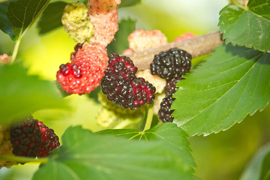 รูปภาพBramble – เลือกดูภาพถ่ายสต็อก เวกเตอร์ และวิดีโอ41,174 | Adobe Stock