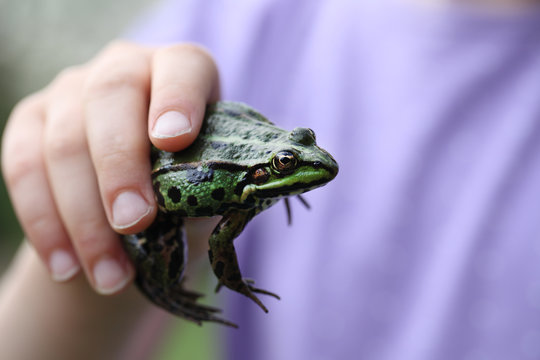 Froschfinger Bilder – Durchsuchen 329 Archivfotos, Vektorgrafiken und ...