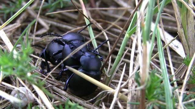 รูปภาพAccoupler – เลือกดูภาพถ่ายสต็อก เวกเตอร์ และวิดีโอ39 | Adobe Stock