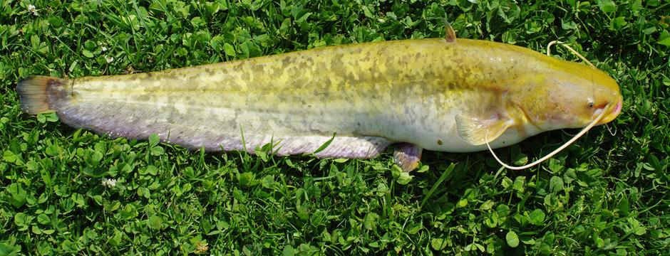 DIE 741 BESTEN BILDER, STOCK-FOTOS UND -VEKTORGRAFIKEN ZU „Waller ...