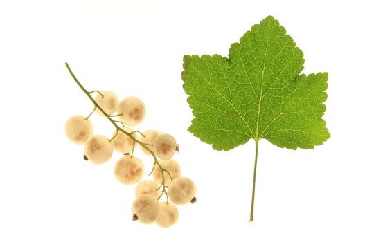 Ribisel Bilder – Durchsuchen 40,266 Archivfotos, Vektorgrafiken und ...