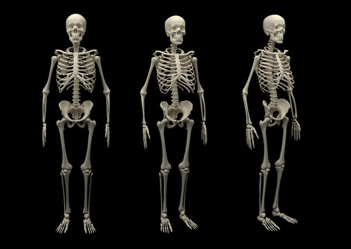 Human Skeleton Reference