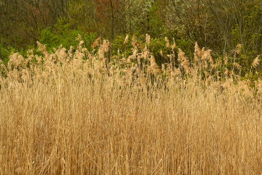 "Tall Reeds" Bilder – Durchsuchen 56 Archivfotos, Vektorgrafiken und ...