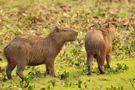 Wasserschweine Images – Browse 60 Stock Photos, Vectors, and Video ...