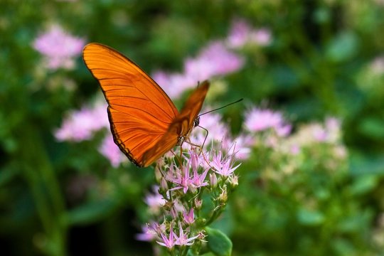 Julia-Falter Images – Browse 8 Stock Photos, Vectors, and Video | Adobe ...