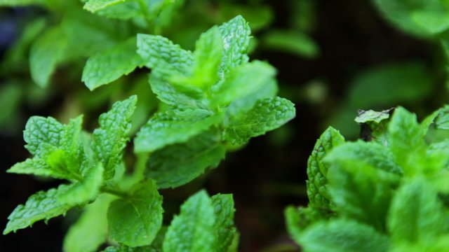 Mint Images – Browse 1,366,471 Stock Photos, Vectors, and Video | Adobe ...