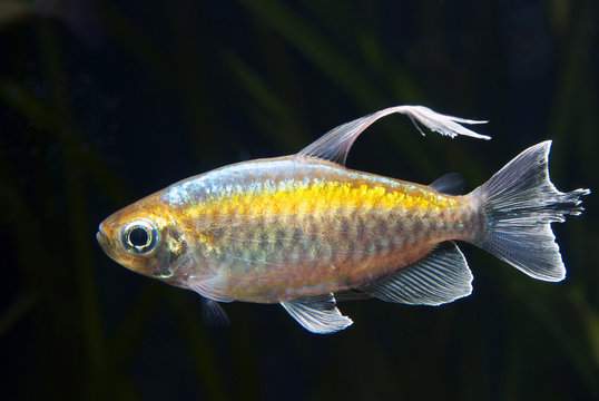 Schleierfisch Bilder – Durchsuchen 241 Archivfotos, Vektorgrafiken und ...