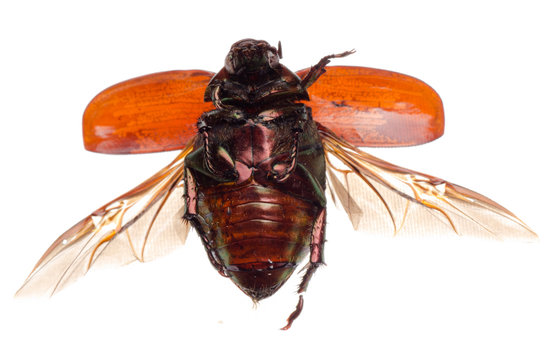 Scarab Images – Browse 33,644 Stock Photos, Vectors, and Video | Adobe ...