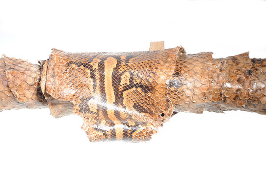 "African Rock Python" Images – Browse 2,948 Stock Photos, Vectors, and ...