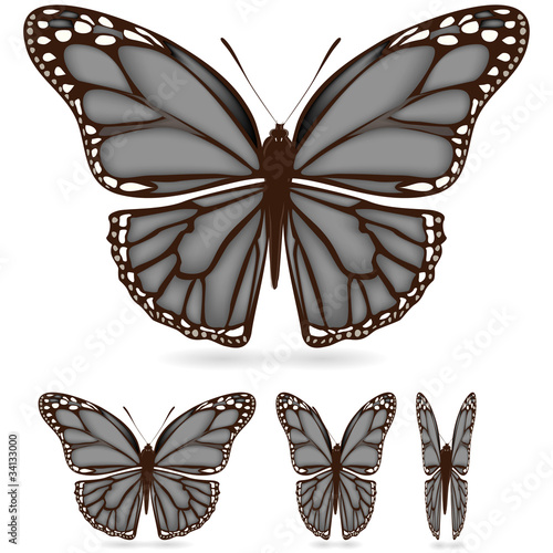 "set of gray butterfly isolated on white background" Stock image and ...