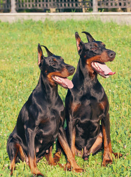 รูปภาพDobermans – เลือกดูภาพถ่ายสต็อก เวกเตอร์ และวิดีโอ87,347 | Adobe ...