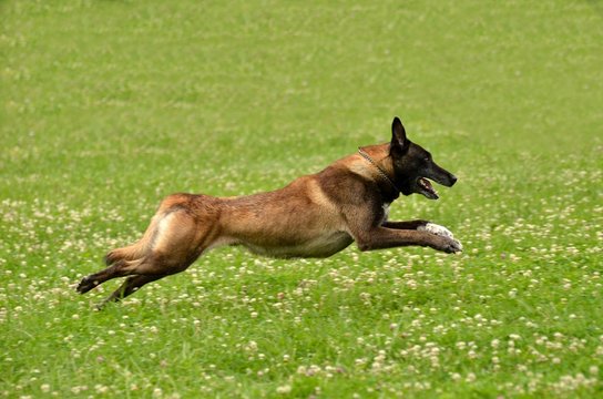 「Grogner」の写真素材 | 105件の無料イラスト画像 | Adobe Stock