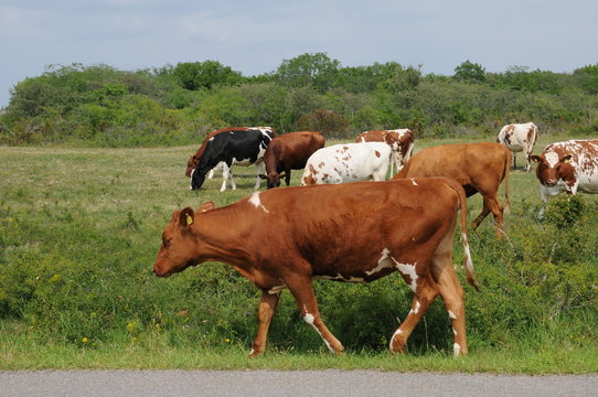 "Vach Bilder – Durchsuchen 315 Archivfotos, Vektorgrafiken und Videos ...