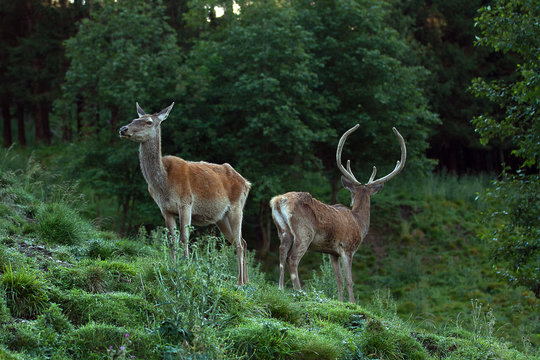 Cervi 画像 - 参照 865 Stock 写真、ベクターおよびビデオ | Adobe Stock