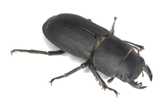 รูปภาพDorcus – เลือกดูภาพถ่ายสต็อก เวกเตอร์ และวิดีโอ520 | Adobe Stock