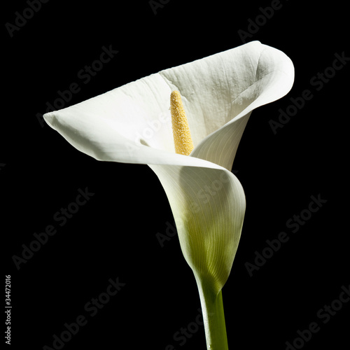 "Kala" Stockfotos und lizenzfreie Bilder auf Fotolia.com - Bild 34472016