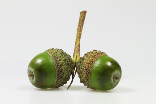 「Eichenast」の画像 - 81 件の Stock 写真、ベクターおよびビデオ | Adobe Stock