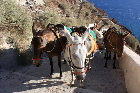 Muletier Images – Browse 60 Stock Photos, Vectors, and Video | Adobe Stock