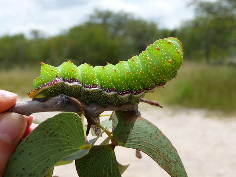Mopane-Raupe Images – Browse 2 Stock Photos, Vectors, and Video | Adobe ...