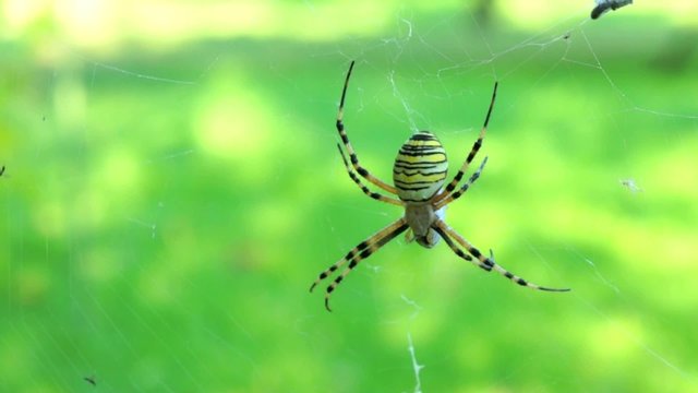 Ragno Images – Browse 4,129 Stock Photos, Vectors, and Video | Adobe Stock