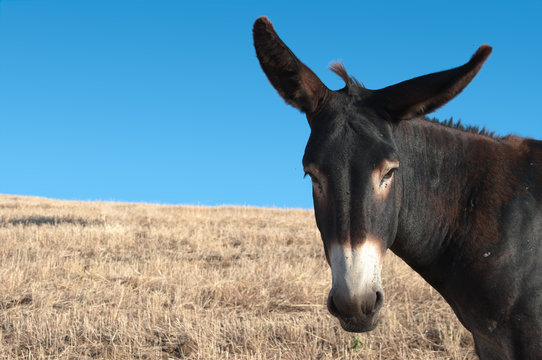 รูปภาพ"Mule – เลือกดูภาพถ่ายสต็อก เวกเตอร์ และวิดีโอ93,714 | Adobe Stock