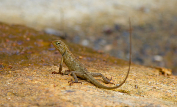 รูปภาพCalotes – เลือกดูภาพถ่ายสต็อก เวกเตอร์ และวิดีโอ4,162 | Adobe Stock