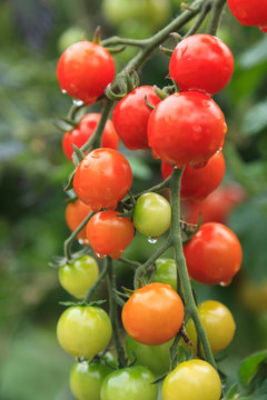 Tomatenstaude Bilder – Durchsuchen 402 Archivfotos, Vektorgrafiken und ...