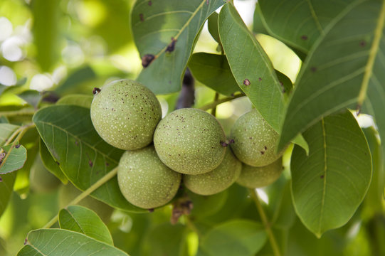 Noyer Images – Browse 2,162 Stock Photos, Vectors, and Video | Adobe Stock