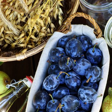 Zwetschen Images – Parcourir 396 le catalogue de photos, vecteurs et ...