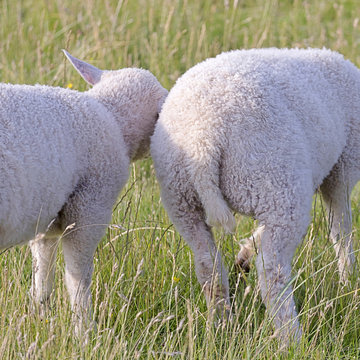 รูปภาพPo.popo.hintern – เลือกดูภาพถ่ายสต็อก เวกเตอร์ และวิดีโอ421 ...