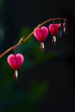 Bleeding Heart Flower Wallpaper