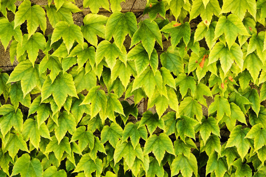 "Sharp Leaves" Images – Browse 238 Stock Photos, Vectors, and Video ...