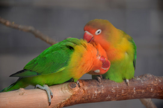 Pappagallini Images – Browse 15 Stock Photos, Vectors, and Video ...