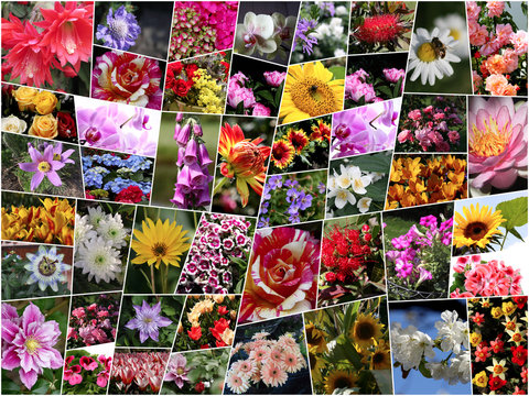 รูปภาพBlumenbilder – เลือกดูภาพถ่ายสต็อก เวกเตอร์ และวิดีโอ92 | Adobe Stock