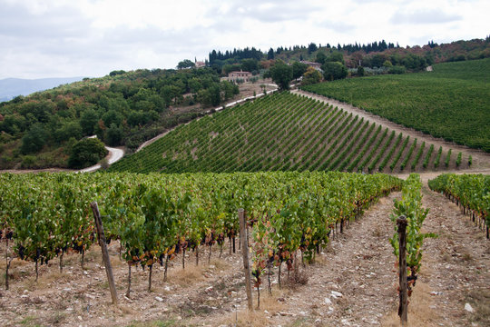 Vigneti Images – Parcourir 7,113 le catalogue de photos, vecteurs et ...