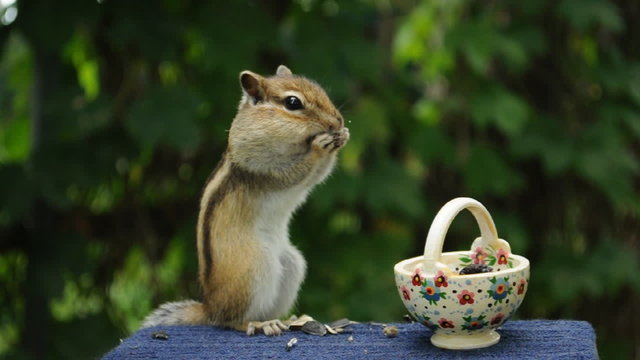 Scoke Bilder – Durchsuchen 2,808 Archivfotos, Vektorgrafiken und Videos ...