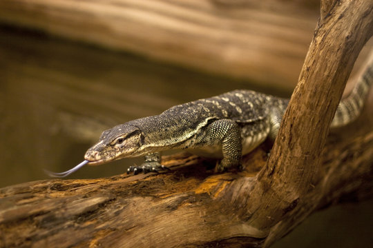 Varan Images – Browse 125,985 Stock Photos, Vectors, and Video | Adobe ...