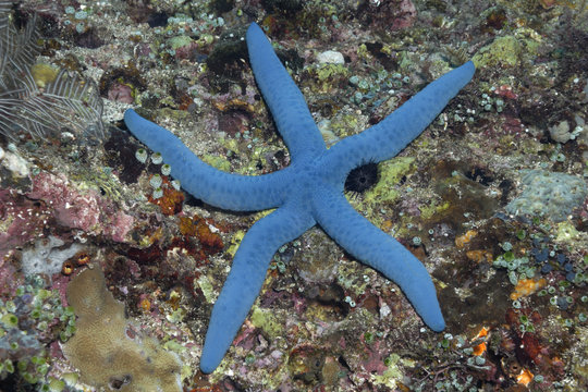 รูปภาพ"Seestern – เลือกดูภาพถ่ายสต็อก เวกเตอร์ และวิดีโอ9,115 | Adobe Stock