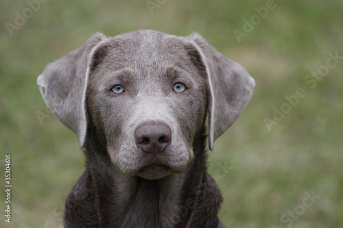 "grauer Labradorwelpe" Stockfotos und lizenzfreie Bilder auf Fotolia ...