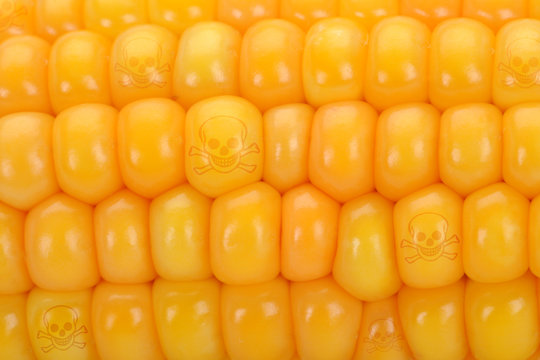 Genmanipuliert Bilder – Durchsuchen 642 Archivfotos, Vektorgrafiken und ...