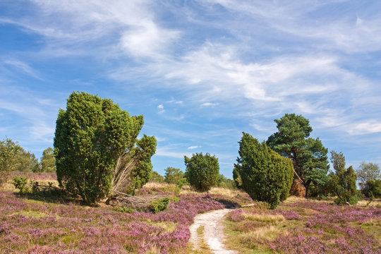 「Heidelandschaft」の写真素材 | 5,760件の無料イラスト画像 | Adobe Stock