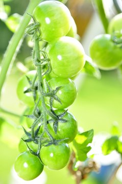 รูปภาพTomatenstaude – เลือกดูภาพถ่ายสต็อก เวกเตอร์ และวิดีโอ131 | Adobe ...
