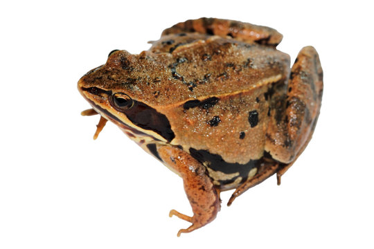 Hoptoad Bilder – Durchsuchen 561 Archivfotos, Vektorgrafiken und Videos ...